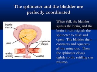 Bladder Retraining | PPT