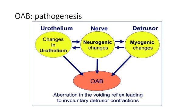 Bladder sedatives mirabegron vs antimuscarinics in overactive bladder | PPTX | Pharmaceutical ...