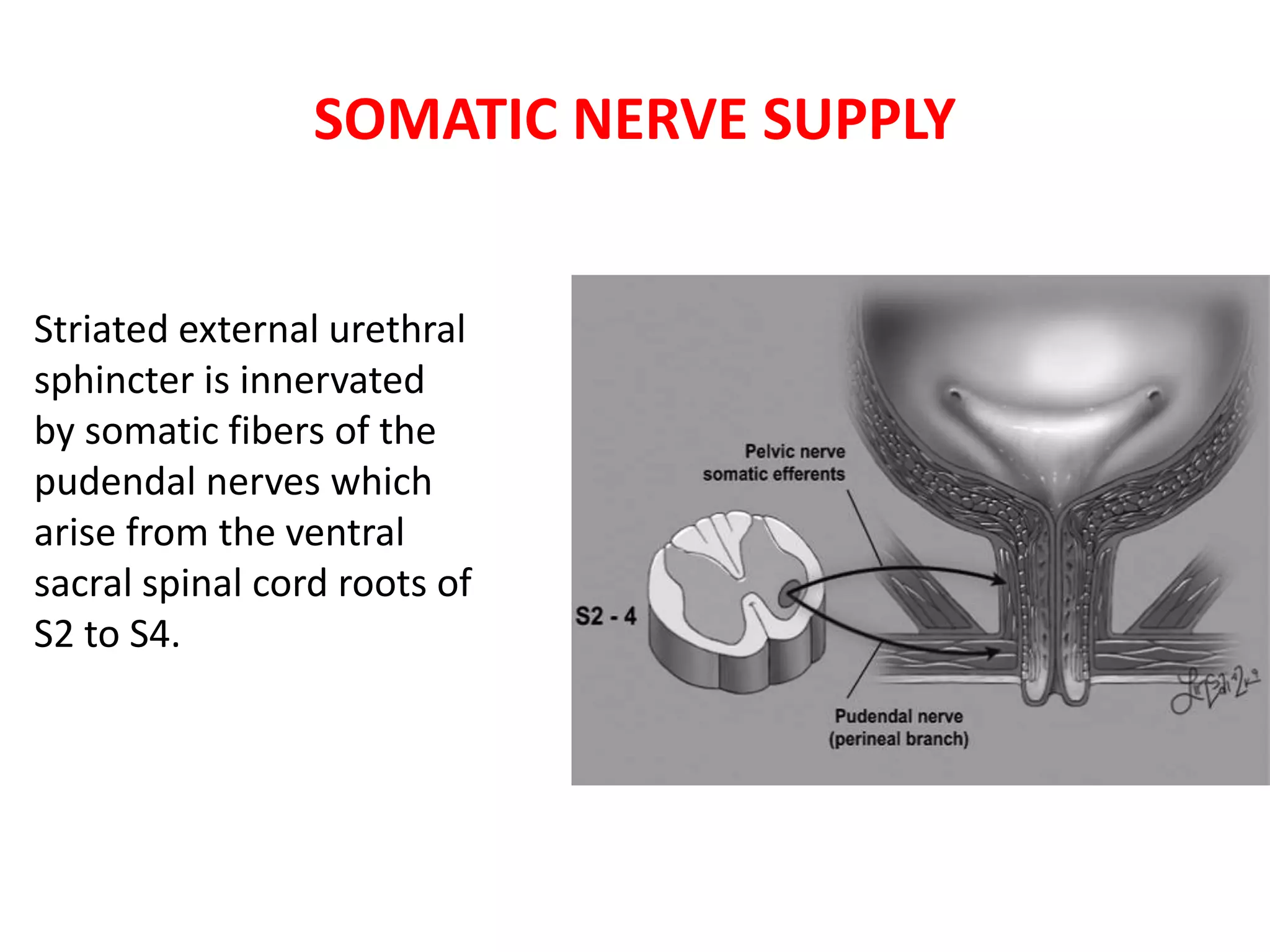 urinary bladder innervation and syndromes | PPTX