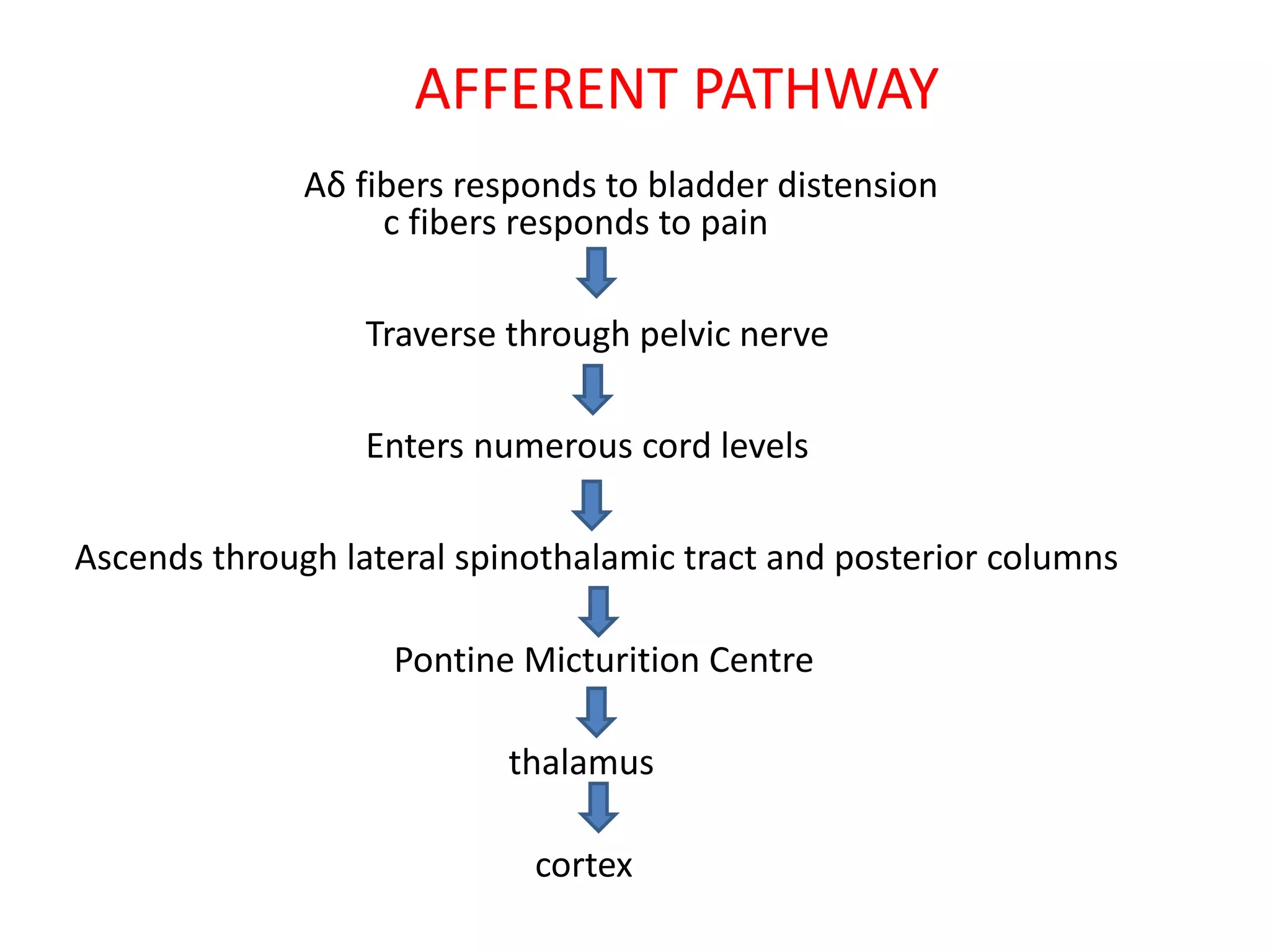 urinary bladder innervation and syndromes | PPTX