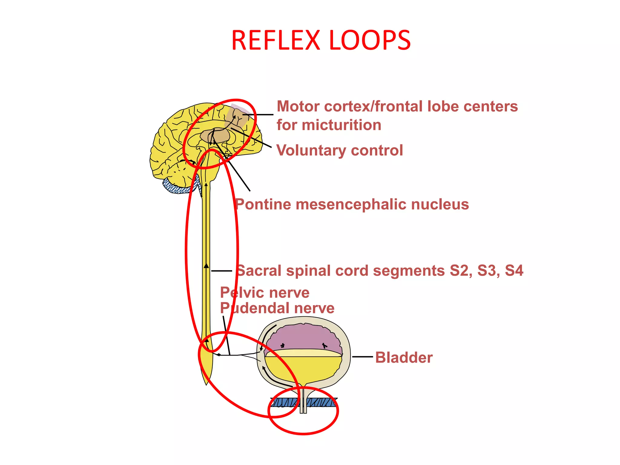 urinary bladder innervation and syndromes | PPTX