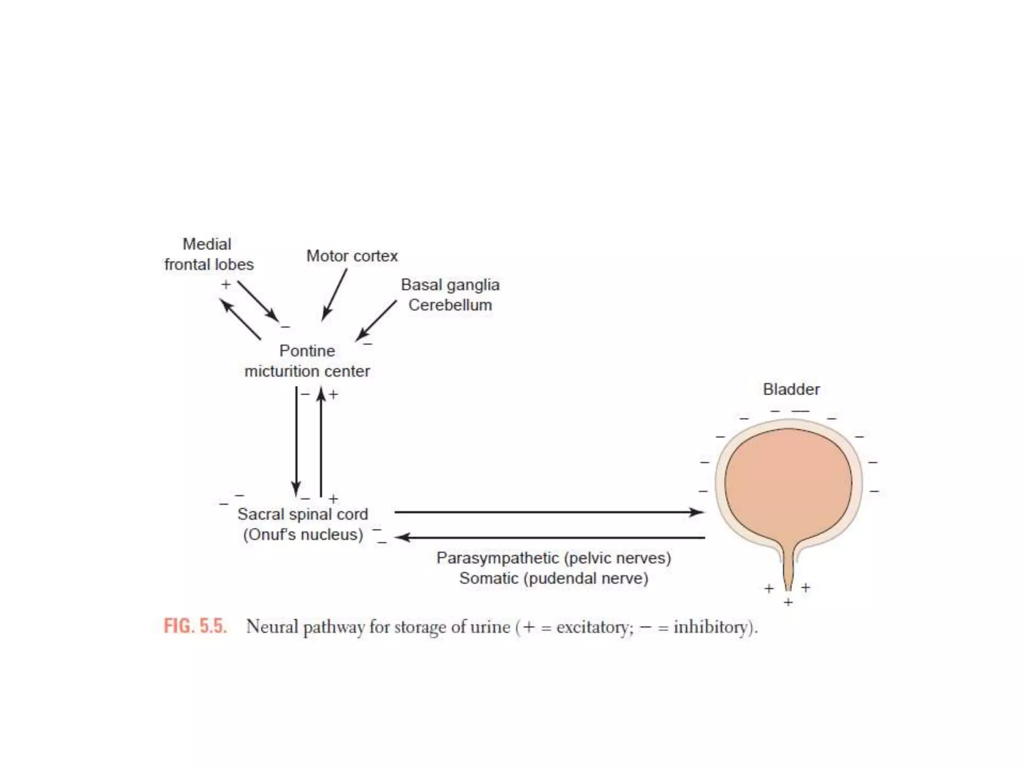 urinary bladder innervation and syndromes | PPTX