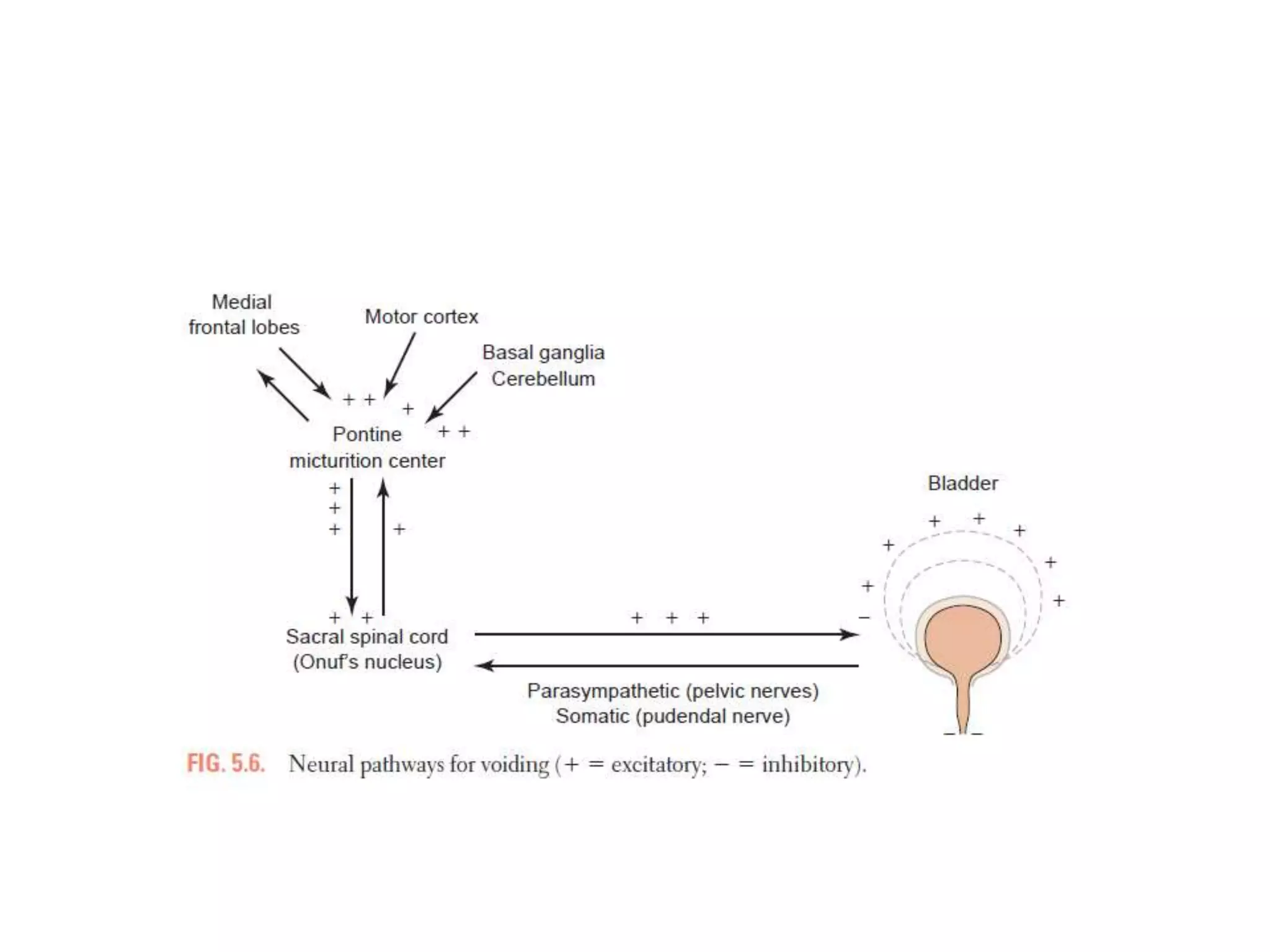 urinary bladder innervation and syndromes | PPTX
