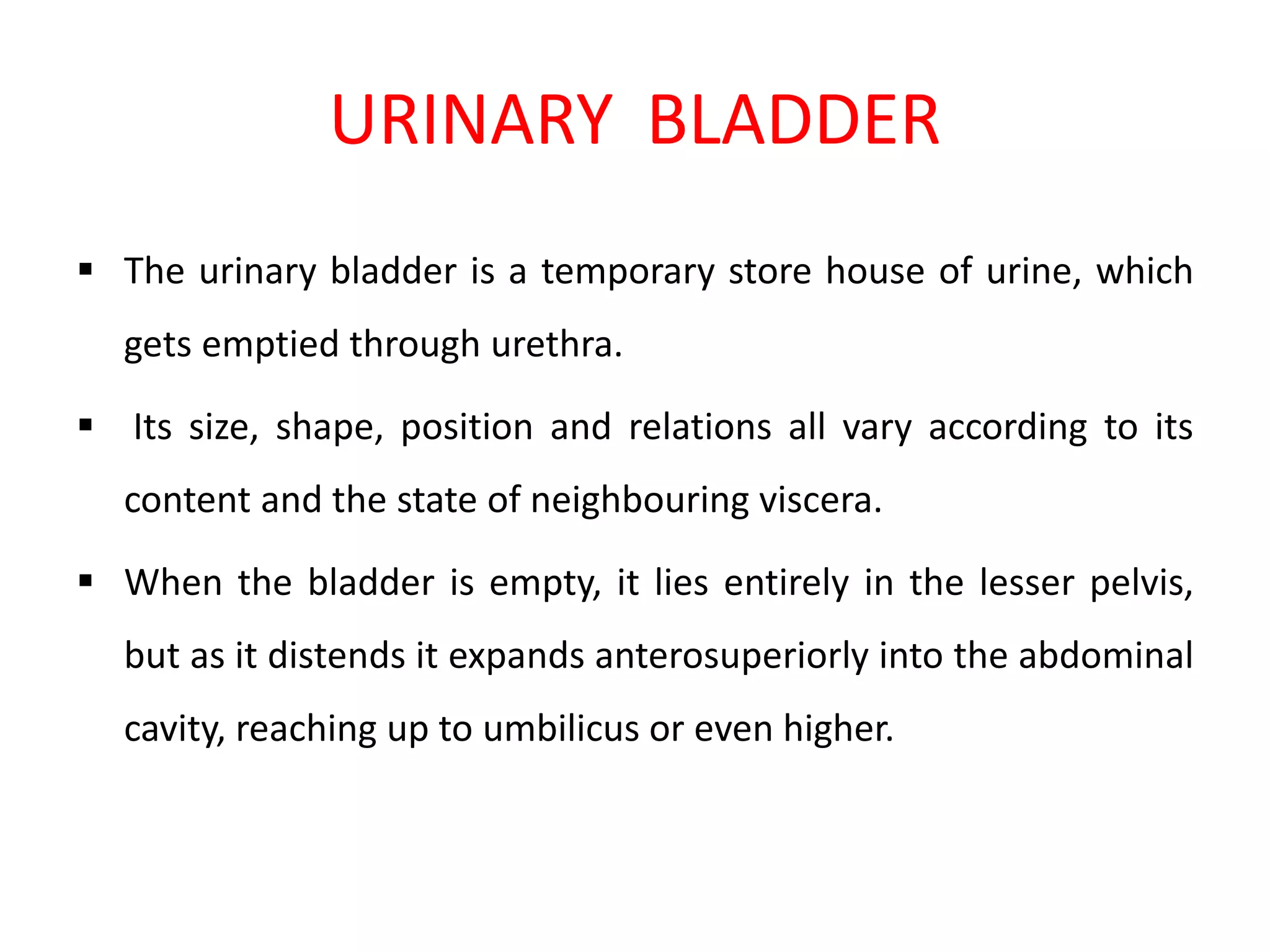 urinary bladder innervation and syndromes | PPTX