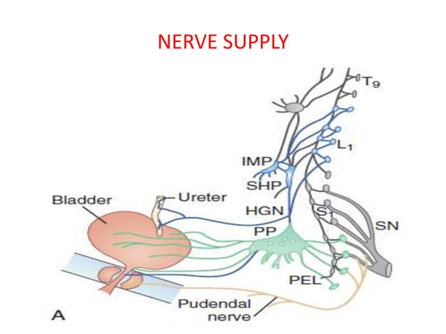 urinary bladder innervation and syndromes | PPTX | Brain and Nervous ...