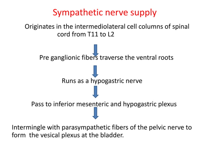 urinary bladder innervation and syndromes | PPTX | Brain and Nervous ...
