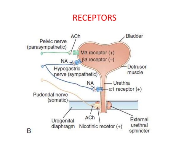 urinary bladder innervation and syndromes | PPTX | Brain and Nervous ...