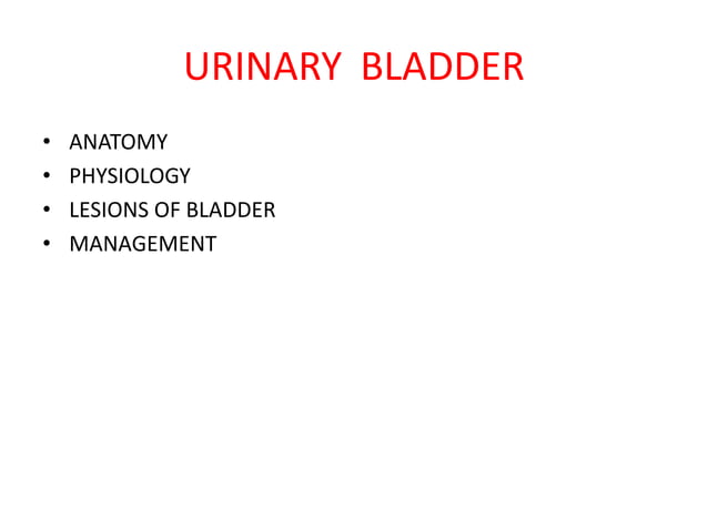 urinary bladder innervation and syndromes | PPTX | Brain and Nervous ...