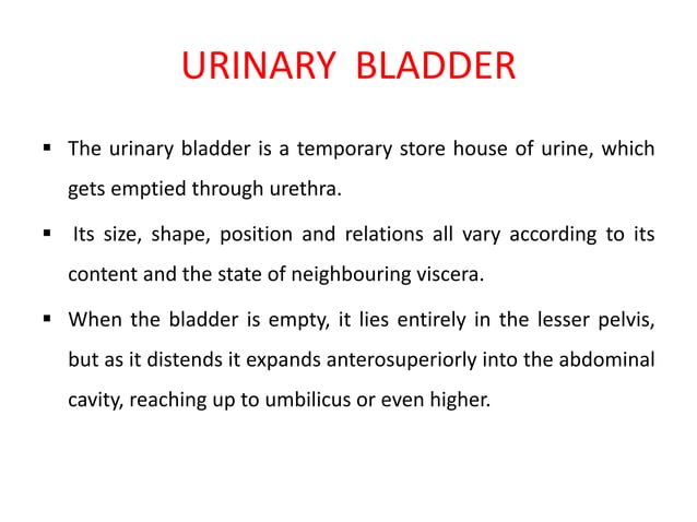 urinary bladder innervation and syndromes | PPTX | Brain and Nervous ...