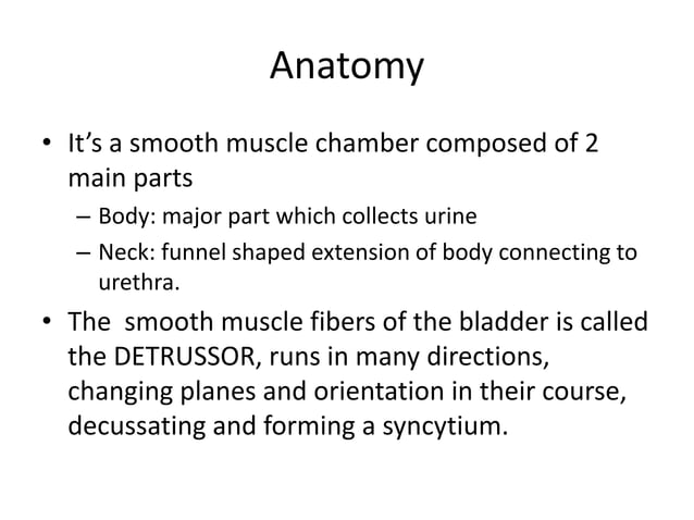 urinary bladder innervation and syndromes | PPTX | Brain and Nervous ...
