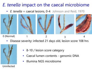 Enteric parasites and microbiomes of poultry: interactions with ...