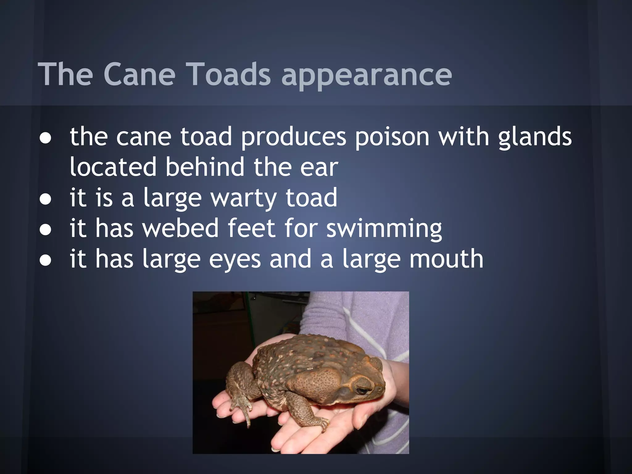 Blake the cane toad | PPT