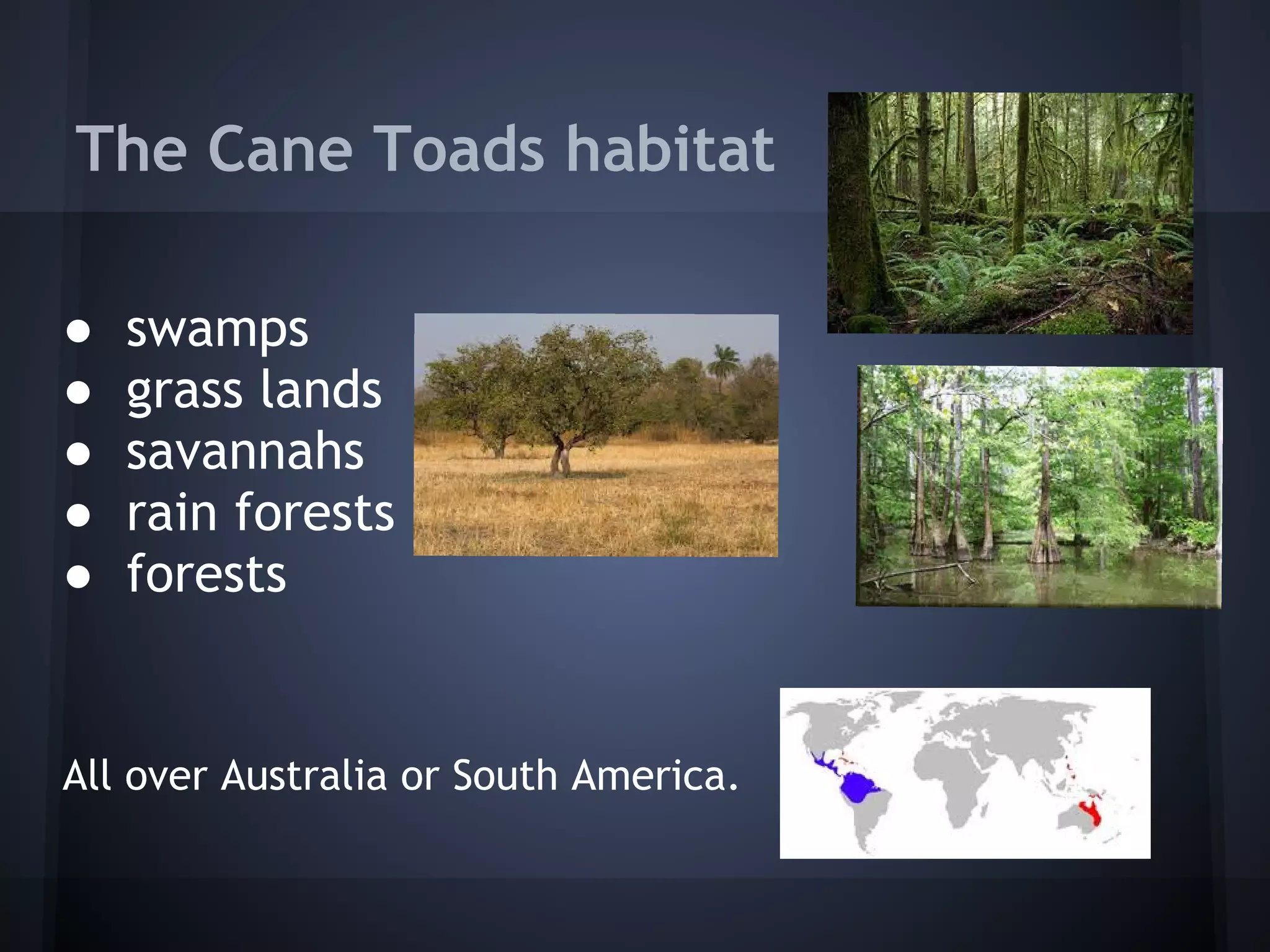 Blake the cane toad | PDF