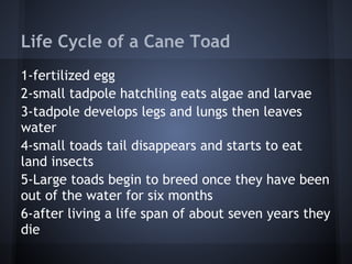 Blake the cane toad | PDF