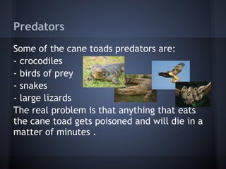 Blake the cane toad | PDF