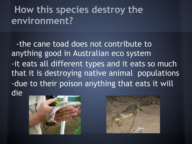 Blake the cane toad | PDF