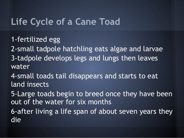 Blake The Cane Toad