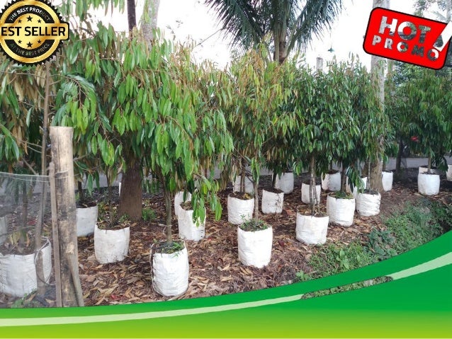 PASTI UNTUNG, WA 0812-2707-5809, Peluang Franchise Bibit Durian Lampung ...