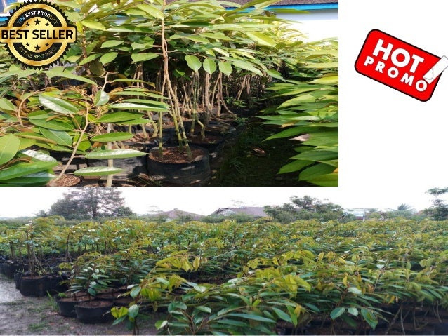 PASTI UNTUNG, WA 0812-2707-5809, Peluang Investasi Bibit Durian Lampung ...
