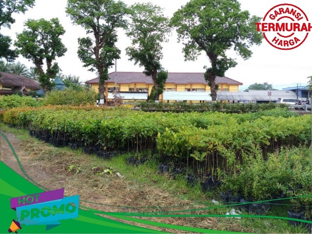 PASTI UNTUNG, WA 0812-2707-5809, Peluang Wirausaha Bibit Durian Lampung ...