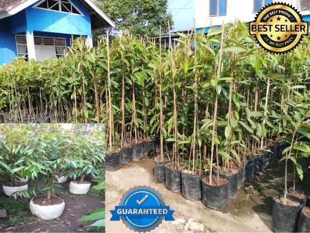 PASTI UNTUNG, WA 0812-2707-5809, Peluang Waralaba Bibit Durian Lampung ...