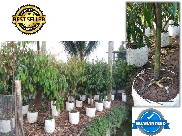 PASTI UNTUNG, WA 0812-2707-5809, Peluang Waralaba Bibit Durian Lampung ...