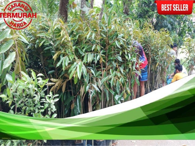 PASTI UNTUNG, WA 0812-2707-5809, Peluang Distributor Tanaman Bibit ...