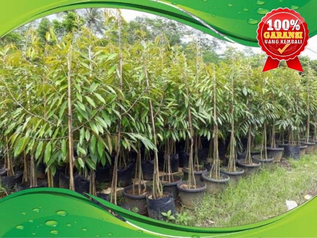 PASTI UNTUNG, WA 0812-2707-5809, Peluang Distributor Tanaman Bibit ...