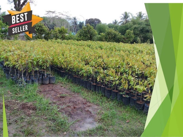 PASTI UNTUNG, WA 0812-2707-5809, Peluang Distributor Tanaman Bibit ...