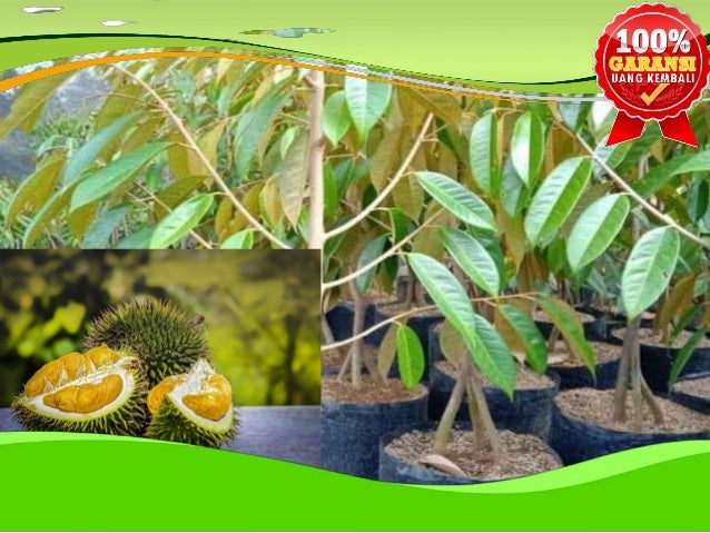 PASTI UNTUNG, WA 0812-2707-5809, Peluang Jadi Distributor Tanaman Bibit ...