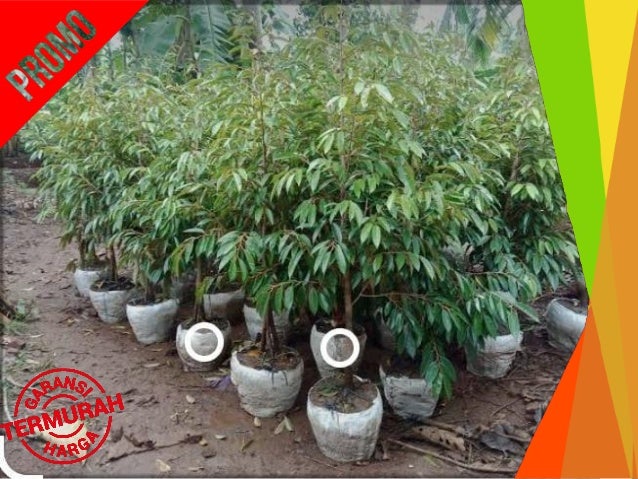 PASTI UNTUNG, WA 0812-2707-5809, Peluang Waralaba Tanaman Bibit Durian ...