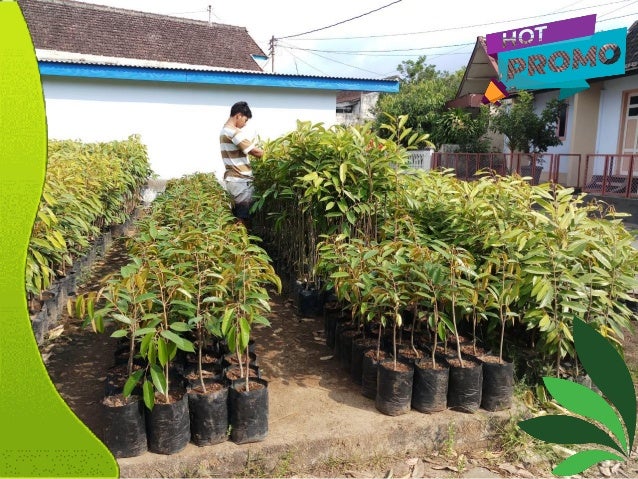 PASTI UNTUNG, WA 0812-2707-5809, Peluang Waralaba Tanaman Bibit Durian ...