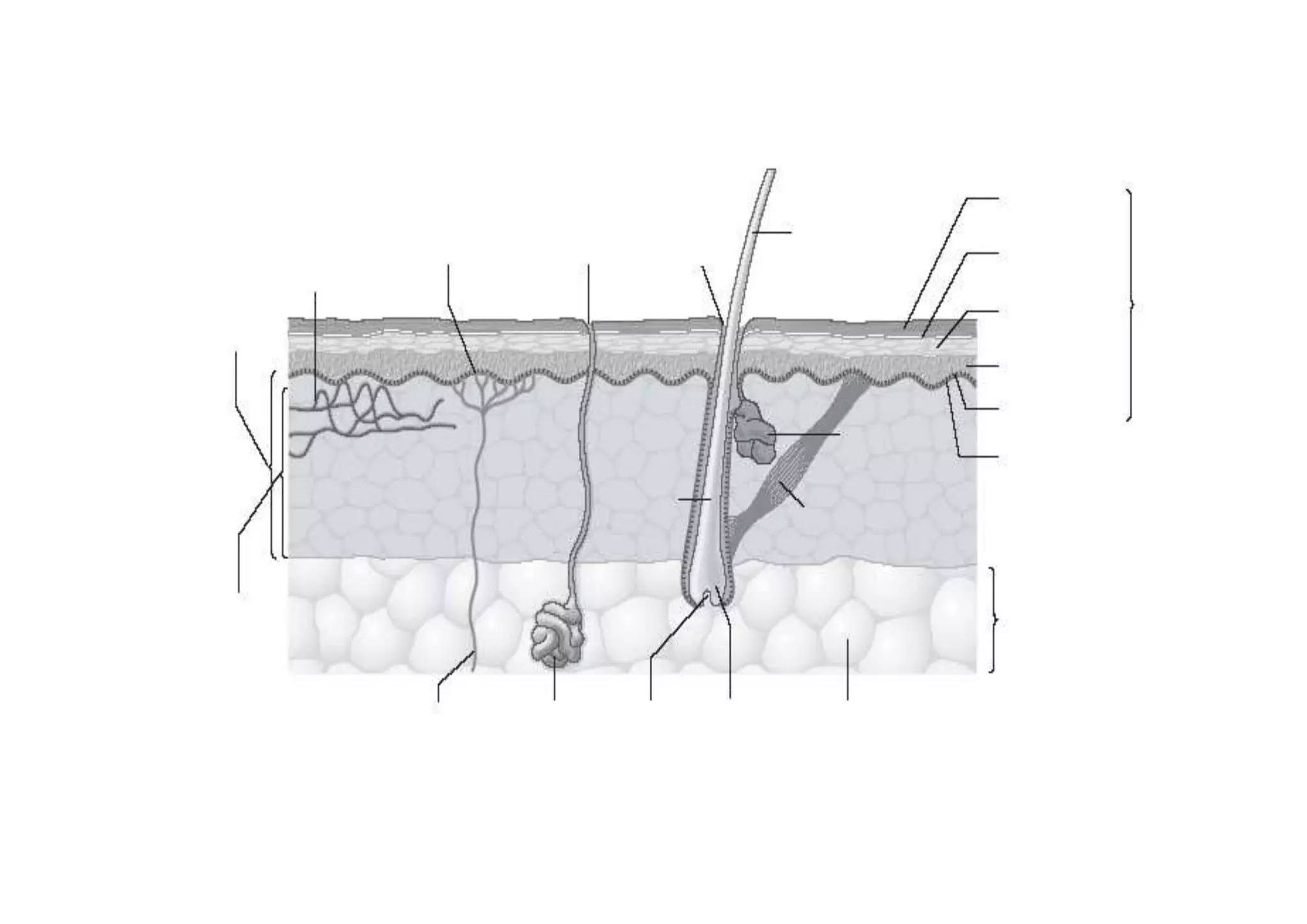 Blank skin | DOC | Skin and Dermatology | Diseases and Conditions