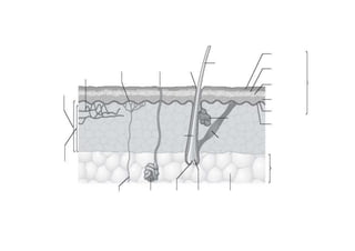 Blank skin | DOC | Skin and Dermatology | Diseases and Conditions