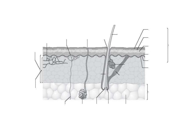 Blank skin | DOC | Skin and Dermatology | Diseases and Conditions
