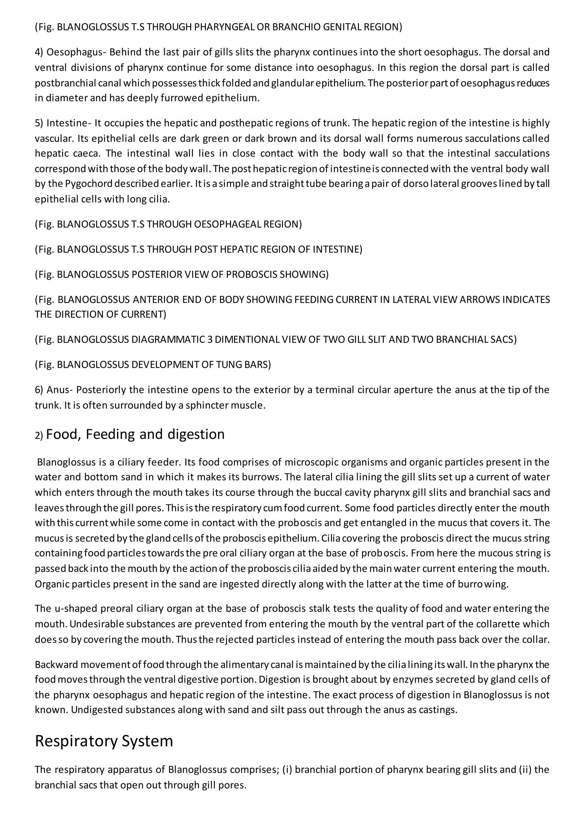 Blanoglossus (b.sc. ii)zoology | DOCX