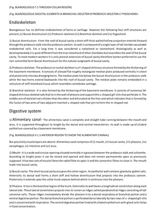 Blanoglossus (b.sc. ii)zoology | DOCX