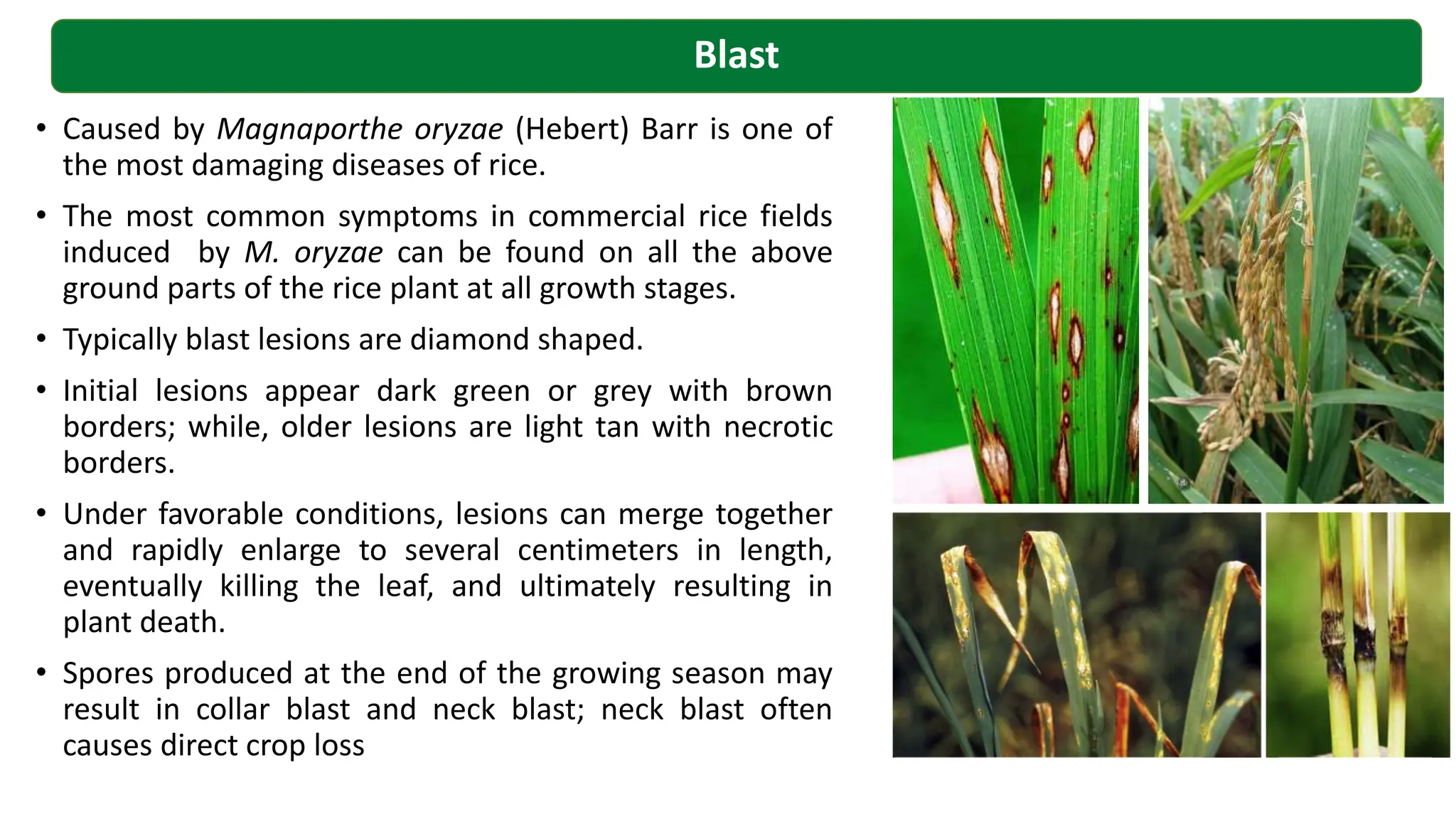 Rice Blast Diseases - An Introduction and overview | PPTX