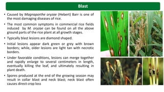 Rice Blast Diseases - An Introduction and overview | PPTX