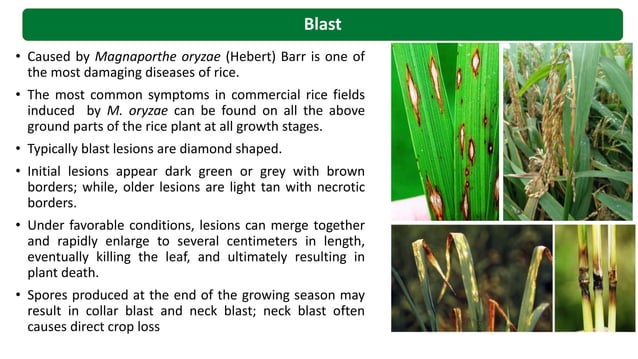 Rice Blast Diseases - An Introduction and overview | PPT