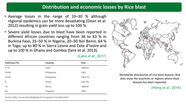 Rice Blast Diseases - An Introduction and overview | PPT
