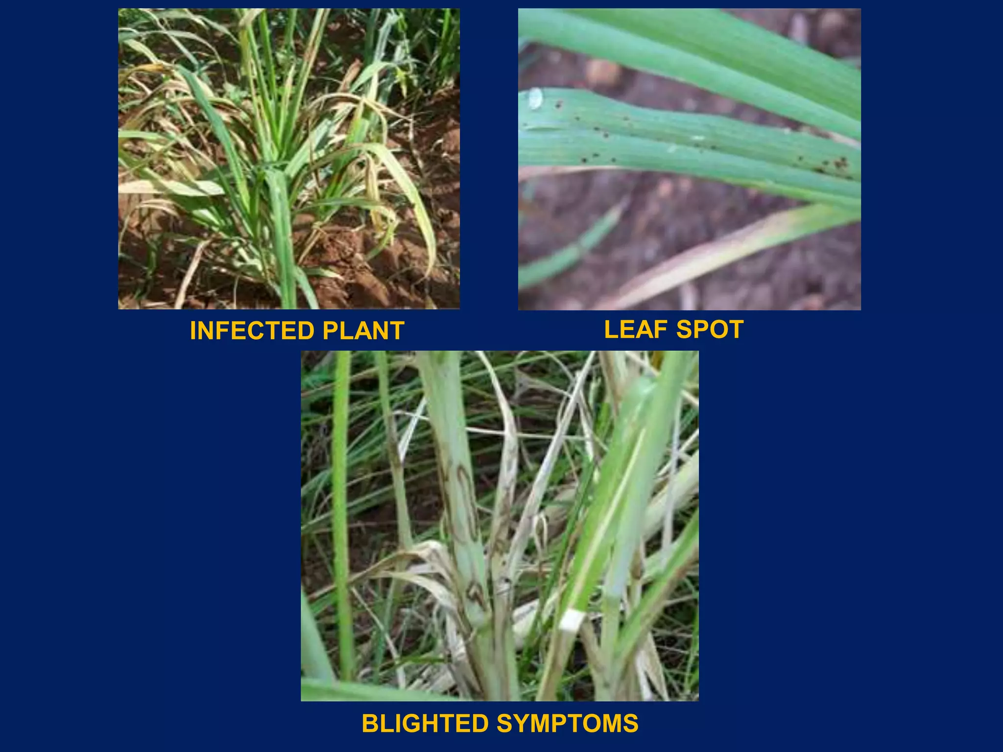 Blast and leaf spot of finger millet (RAGI) | PPTX