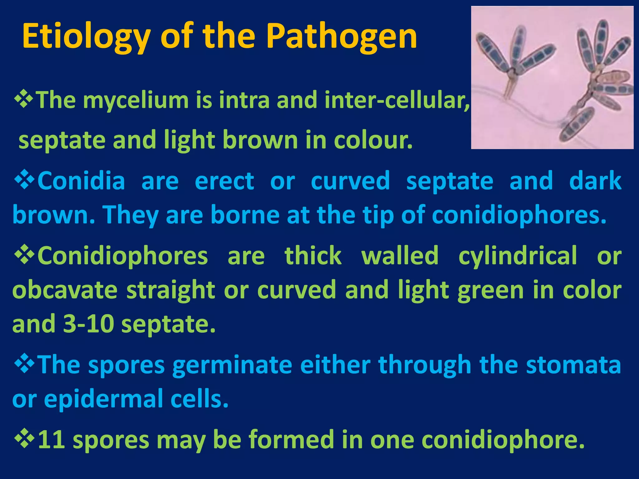 Blast and leaf spot of finger millet (RAGI) | PPTX
