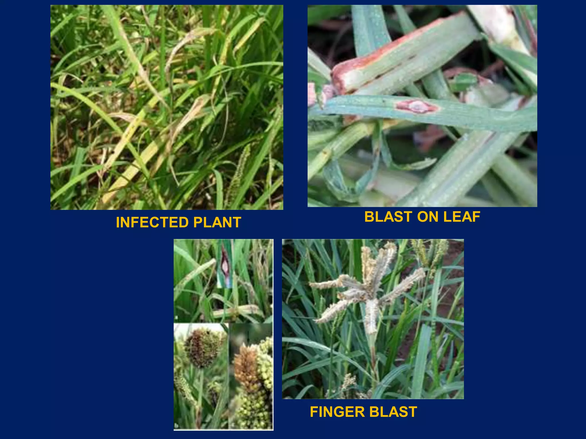 Blast and leaf spot of finger millet (RAGI) | PPTX