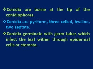 Blast and leaf spot of finger millet (RAGI) | PPTX