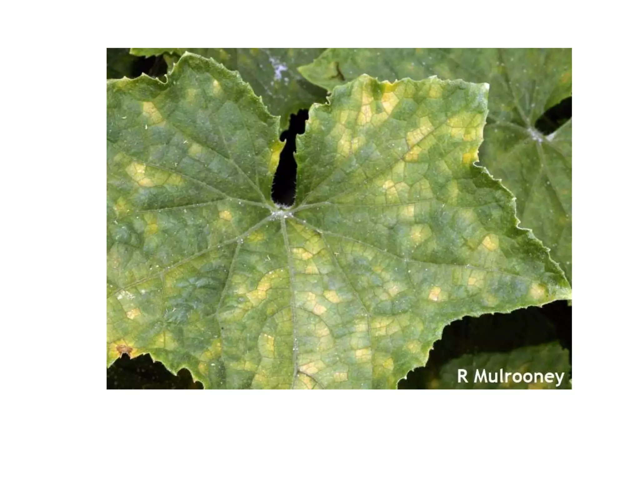 Rice blast, Rust of wheat and downy mildew | PPTX