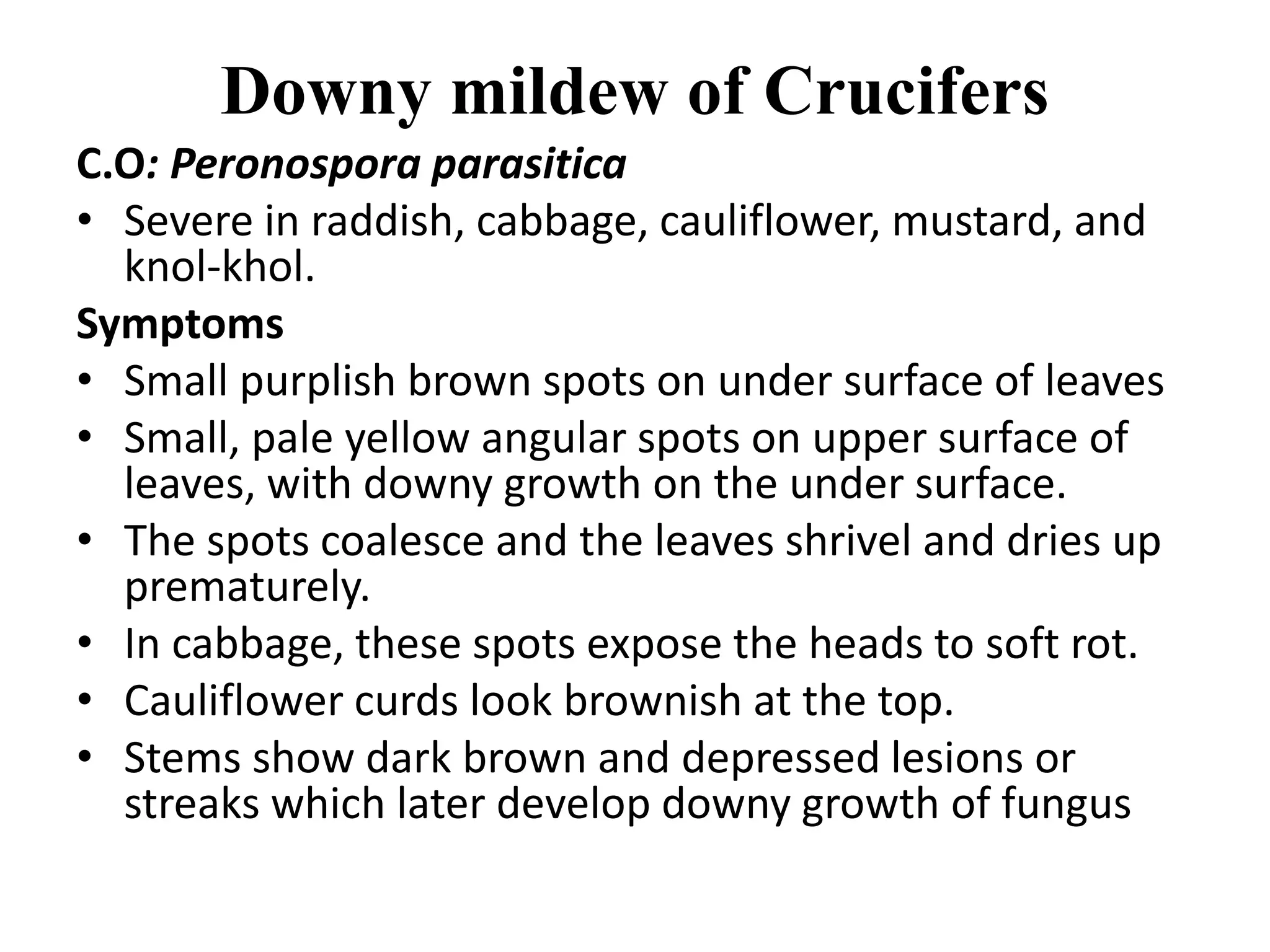 Rice blast, Rust of wheat and downy mildew | PPTX