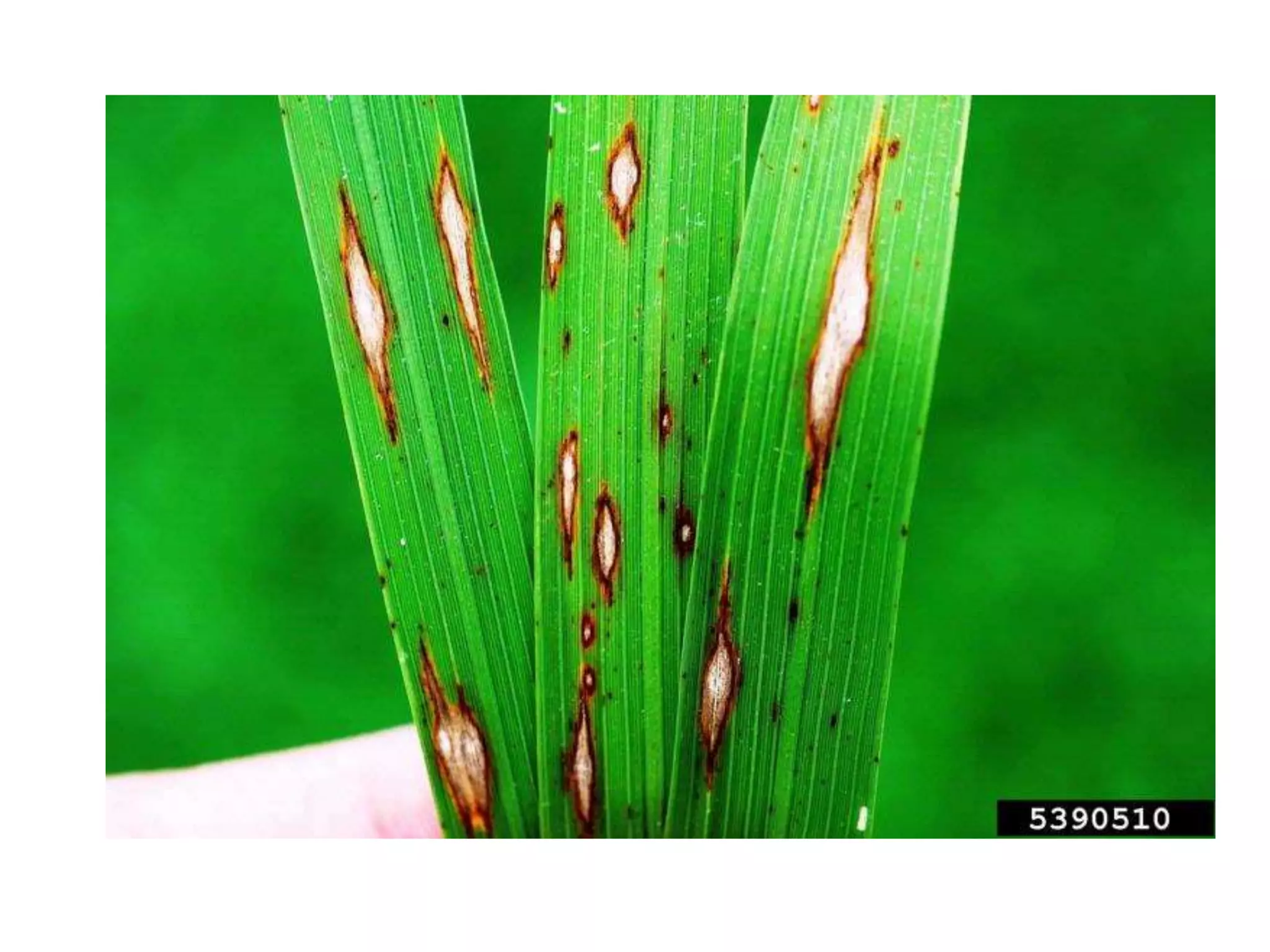 Rice blast, Rust of wheat and downy mildew | PPTX