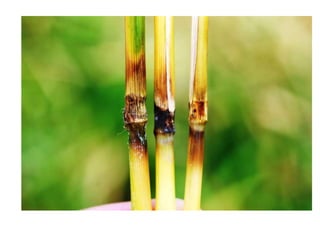 Rice blast, Rust of wheat and downy mildew | PPTX