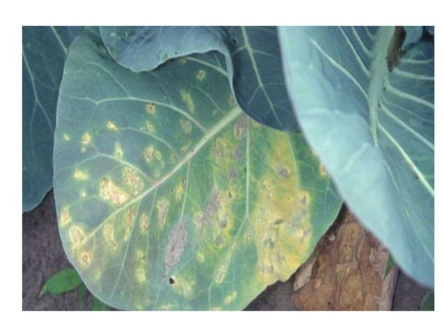 Rice blast, Rust of wheat and downy mildew